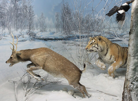 About The Polyvagal Nervous System – lesleychorn.co.za